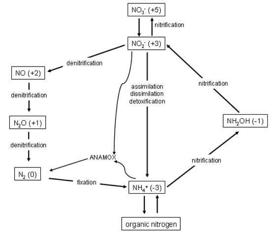 Nitrite reduction by nitrite reductases and related model systems, and ...